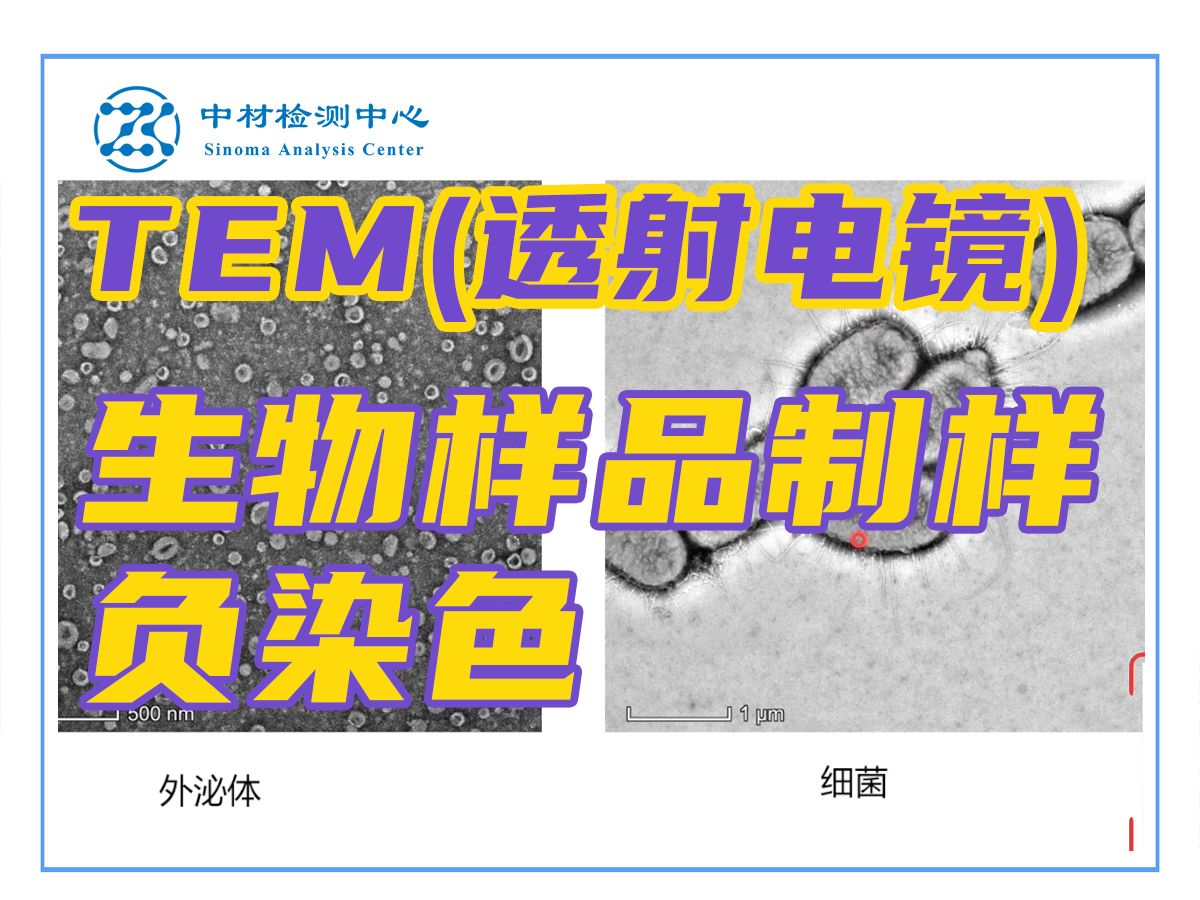 TEM测试(透射电镜)生物样品制样——③生物样品制样负染色