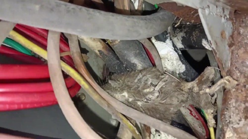 电箱跳闸维修检查老鼠咬线被电死了你说没事咬它干嘛?