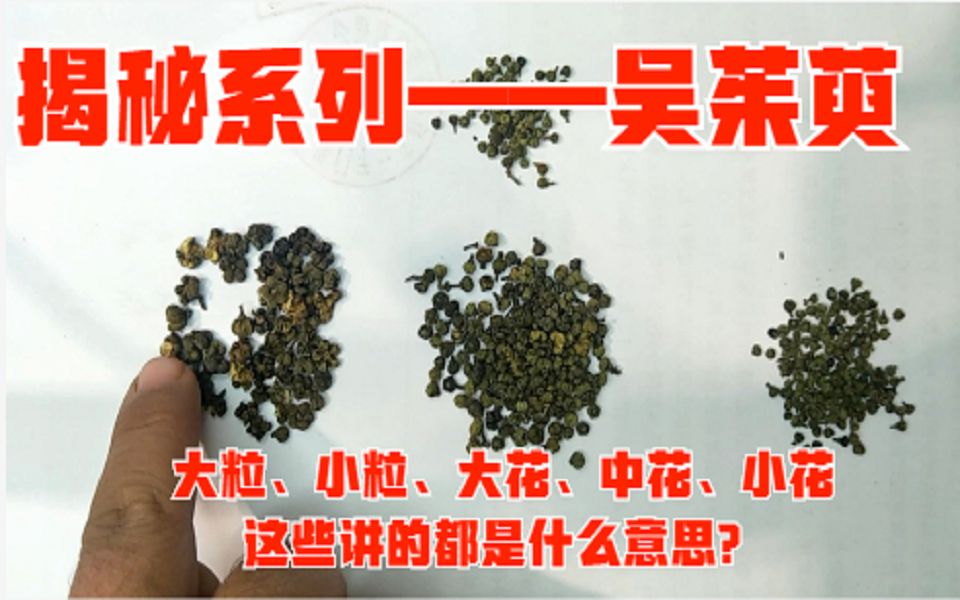 揭秘系列——吴茱萸:大粒、小粒、大花、中花、小花,说的都是啥