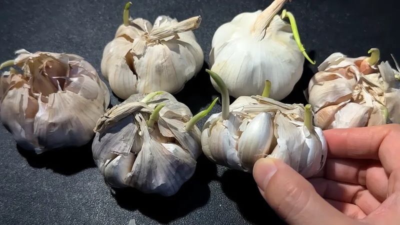 发芽的大蒜千万别扔掉,它的这些作用真厉害,省钱实用,涨知识了