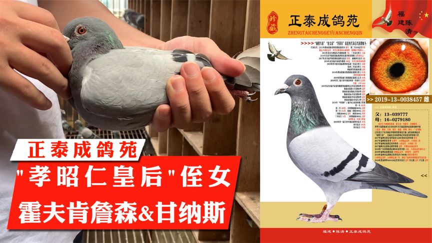 詹森&甘纳斯,小体筒身雌鸽,结构紧,双嘴瘤,上手轻,羽质柔软