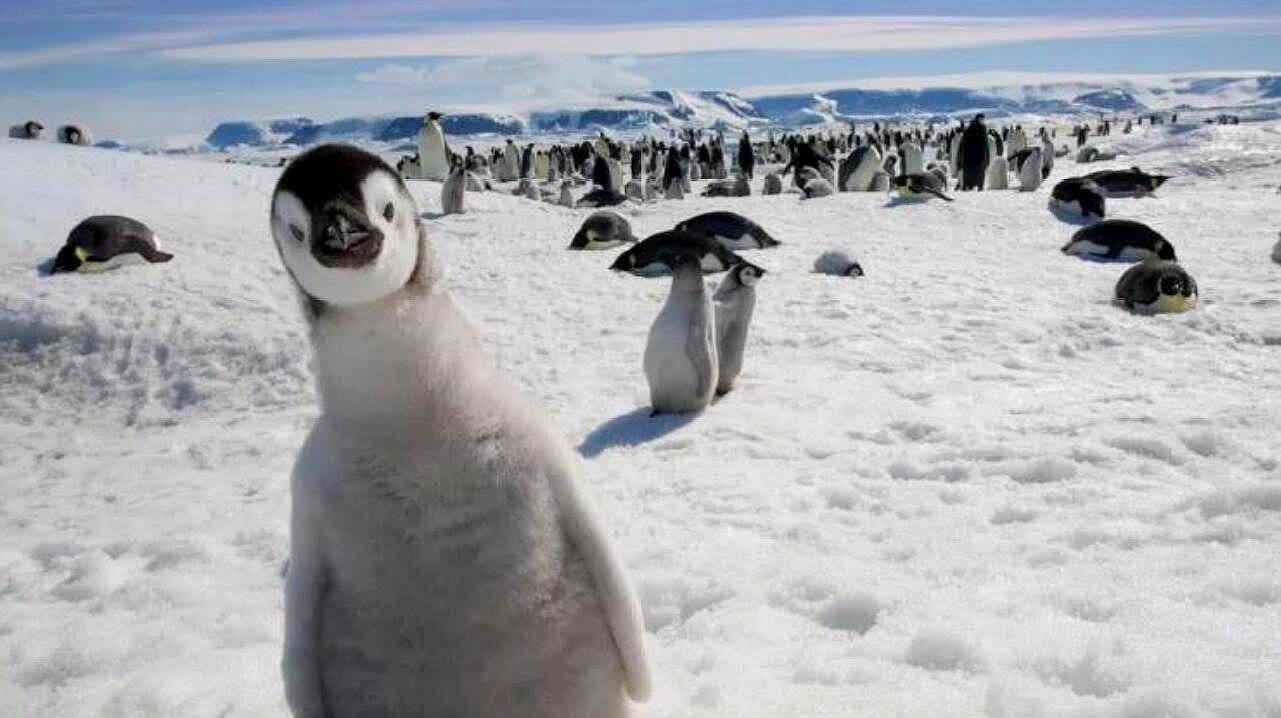 南极和北极,究竟哪一个地区更冷?看完之后长见识了