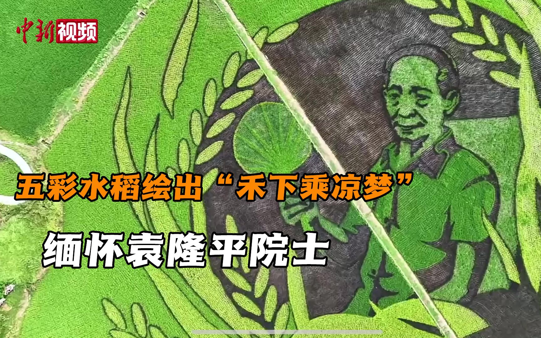 缅怀袁隆平院士 五彩水稻绘出“禾下乘凉梦”