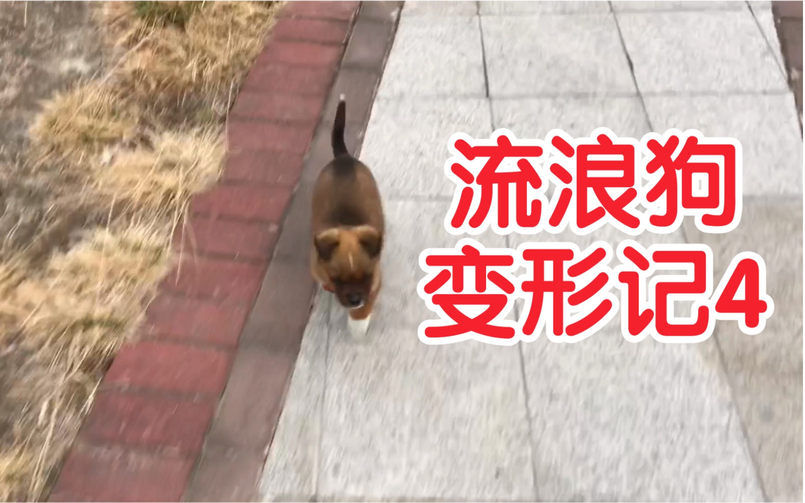 流浪狗变形记之,小奶狗成长日记4