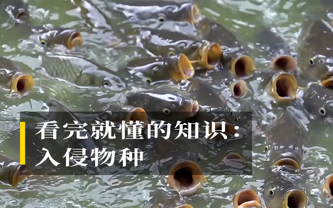 看完就懂的知识:入侵物种