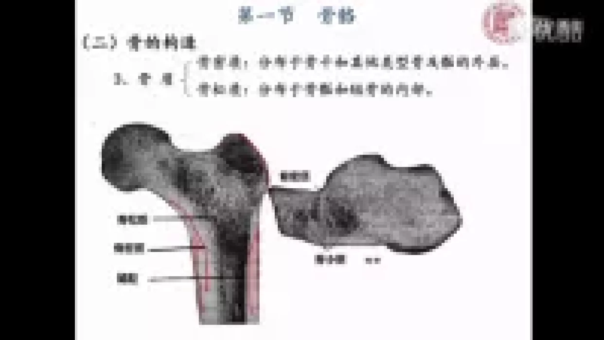 人体解剖生理学 第三章 运动系统1
