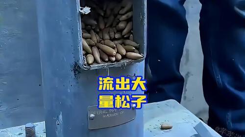 这好好的路灯杆怎么有那么多松子,大家伙有知道的吗