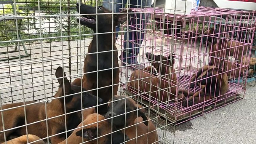 主人正在介绍自己培养的纯种马犬,这种狗狗价格挺贵