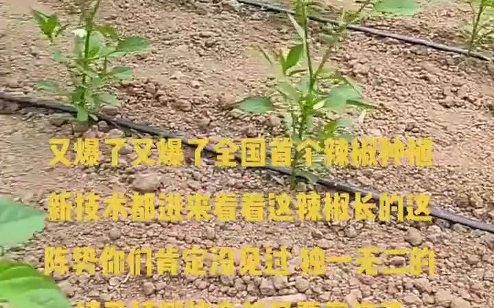 辣椒种植管理技术