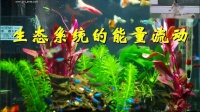 苏教版生物必修3《生态系统中的能量流动》陕西罗老师优质课(配课件...