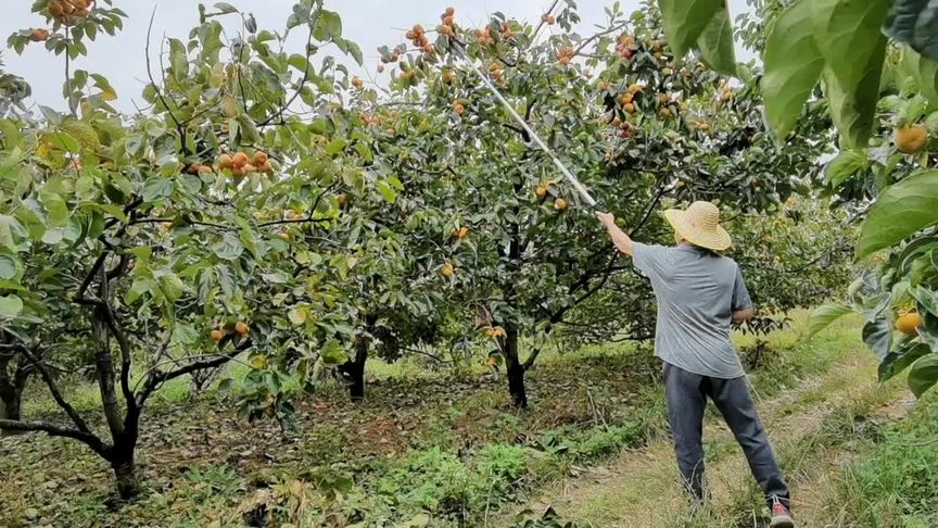 伸缩杆电动摘果剪广西恭城採摘柿子