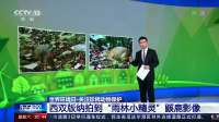 世界环境日·关注珍稀动物保护 西双版纳拍到“雨林小精灵”鼷鹿影像