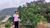 沙田柚从花朵变成果实,这个过程是怎么样的?