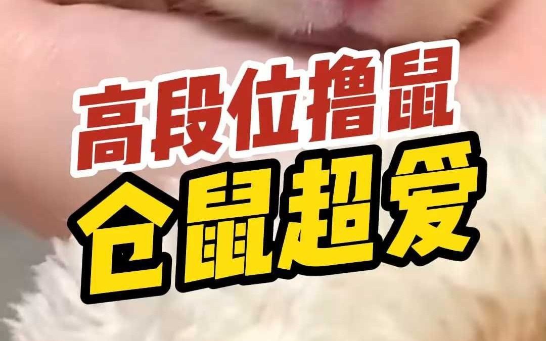 害怕被仓鼠咬,但又特想撸