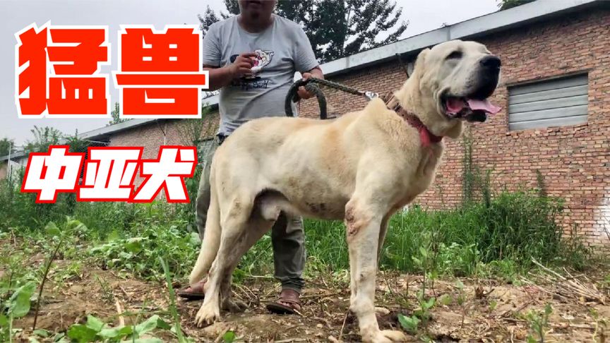 世界十大猛犬之一,中亚牧羊犬,英勇无畏战斗力强,守护护卫犬