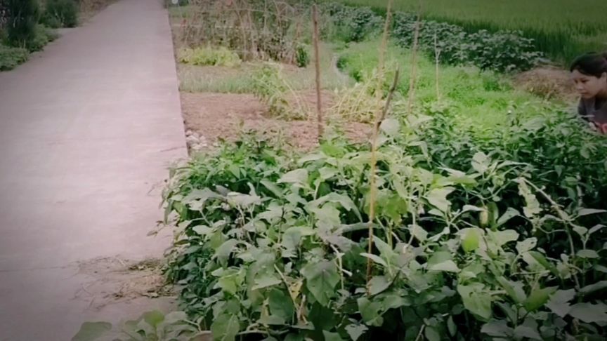 天气开始凉快了,稻子都快成熟喽