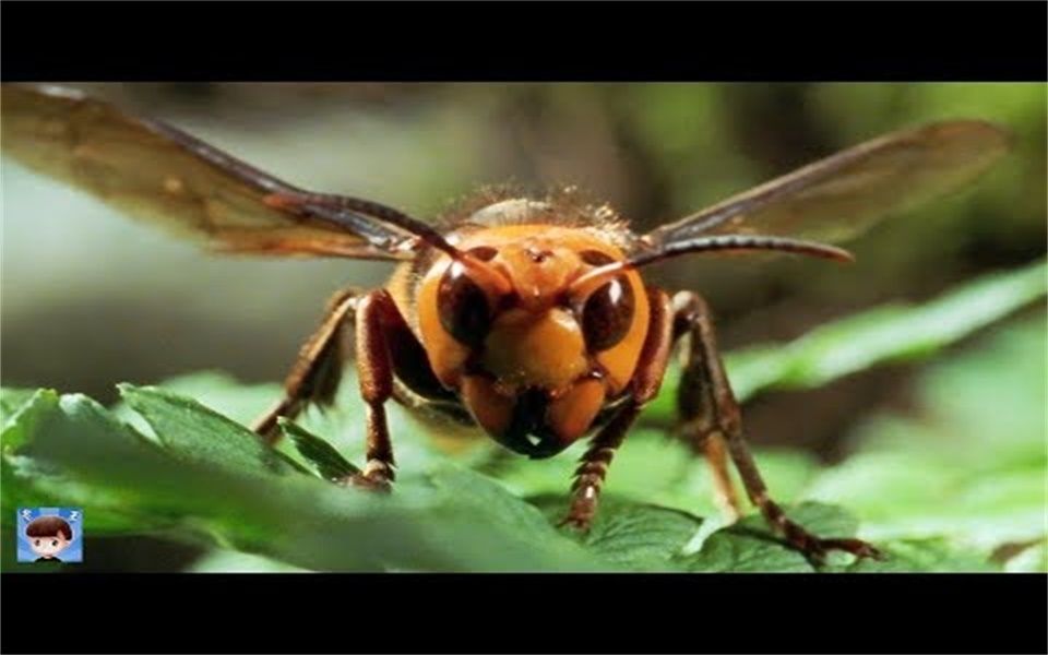 【15】10種個頭小卻要你命的生物【老王频道】