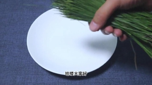 松针煮水原来价值这么厉害,98岁老中医教我一招,三大妙用真实用