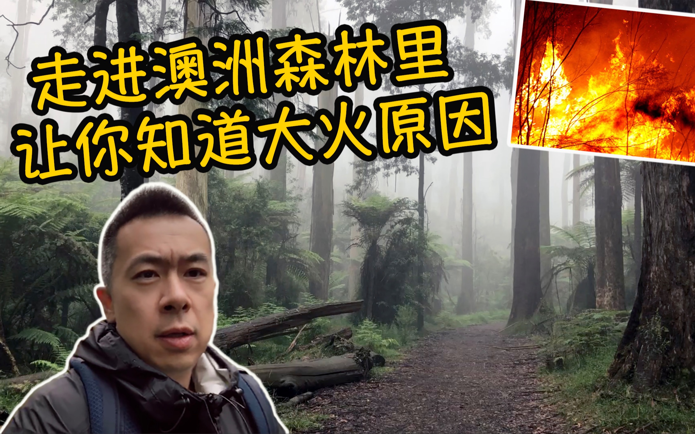 澳洲山火 带你走进澳洲森林里你就会明白大火原因了