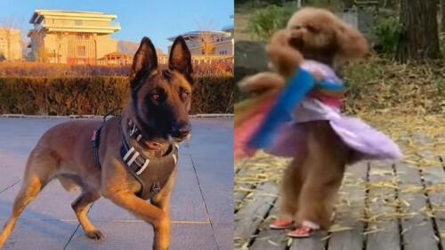 成精啦!狗狗都会跳舞