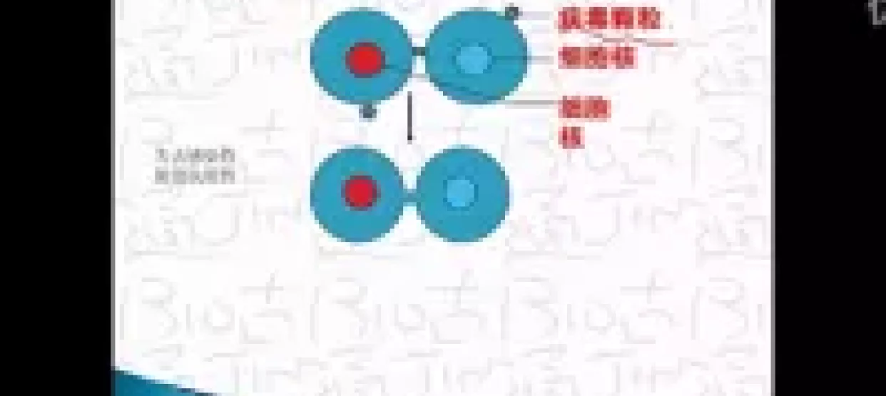 细胞工程-动物细胞融合