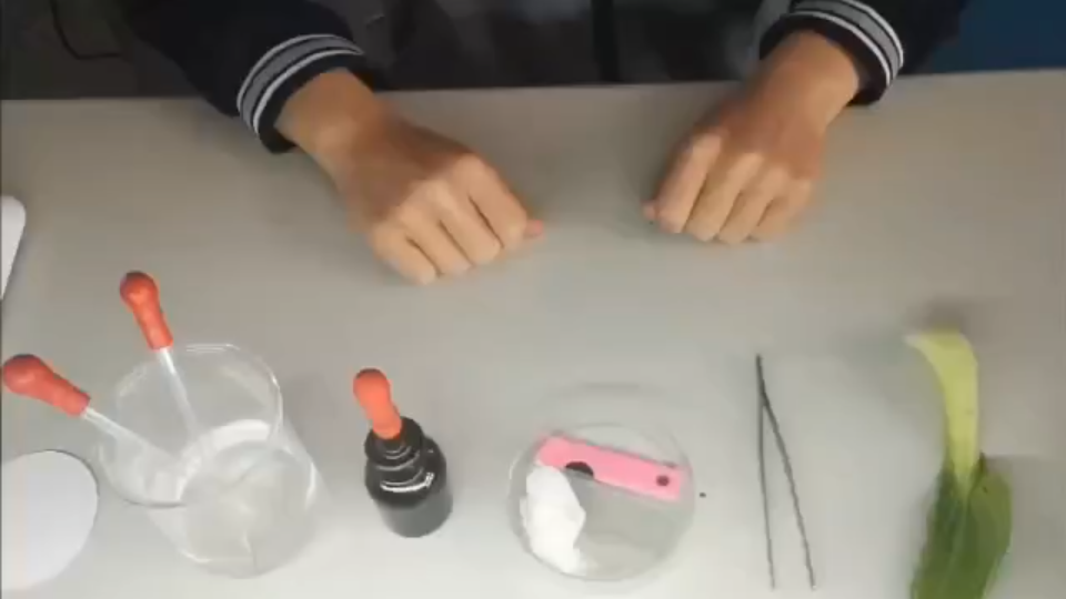 中考生物实验--观察青菜下表皮细胞