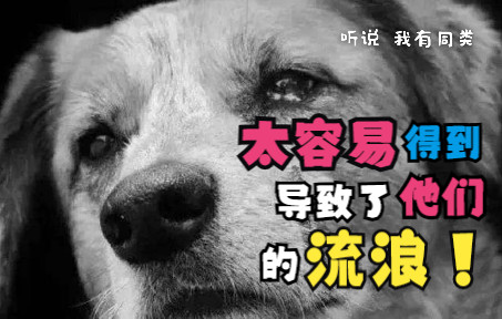 太容易得到,导致了他们的流浪。流浪动物是我们的错。