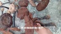 灵芝的功效与作用,野生灵芝的正确吃法与用量,野生灵芝功用(2