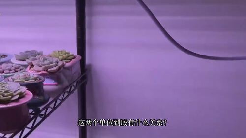 别再被单位搞晕!1分钟学会PPFD和Lux快速换算技巧