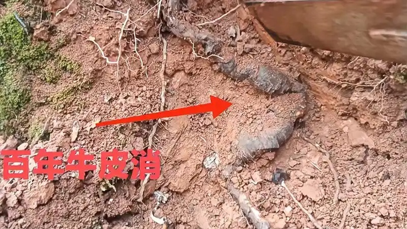 小六在坟山里挖出来了百年牛皮消,长得像一条龙