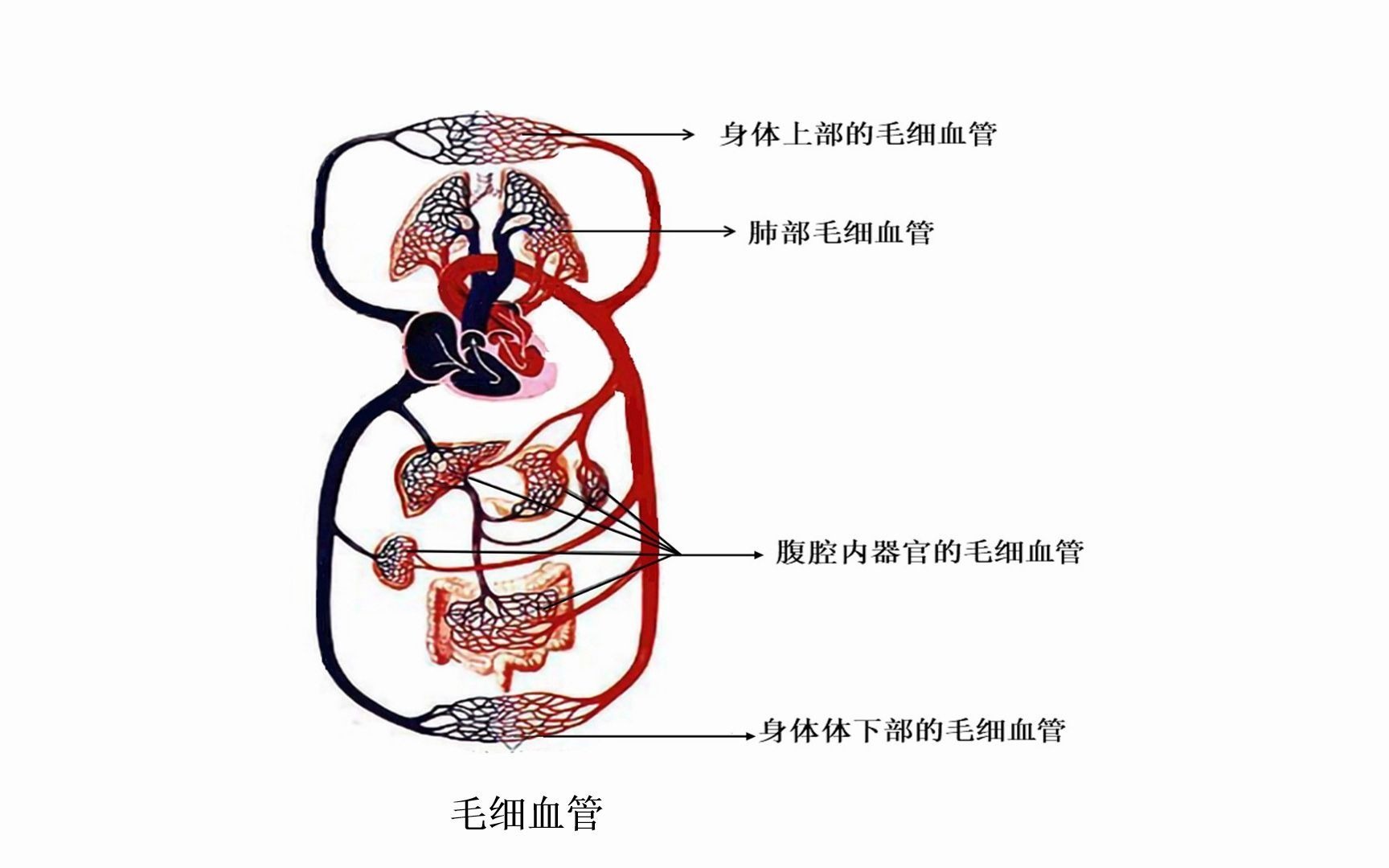 心血管系统-毛细血管