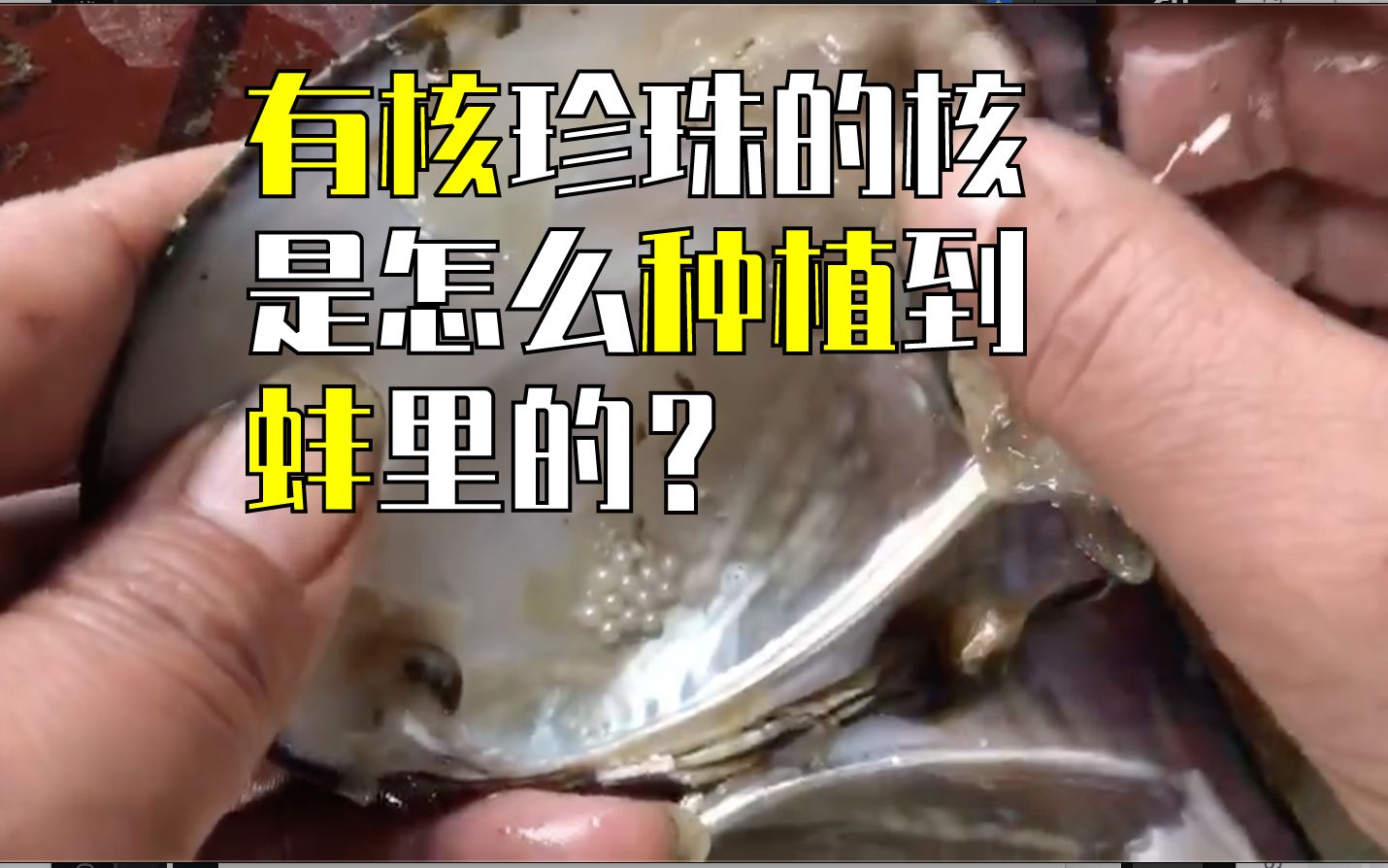 有核珍珠的核是怎么种到蚌里的?