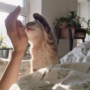 阳光下撸喵 