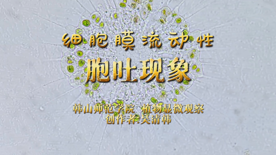 细胞膜流动性:观察太阳虫胞吐现象