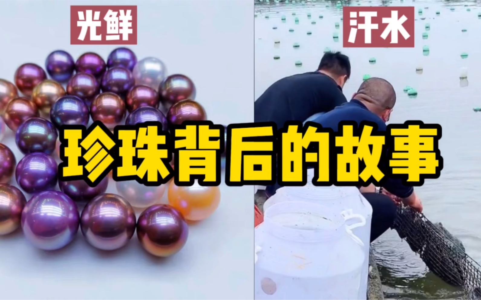 珍珠是如何养殖的?