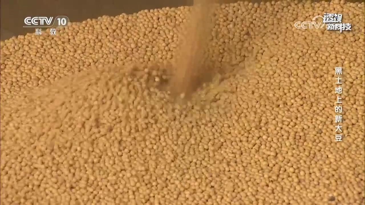 东北黑土地上的新大豆 东生系列大豆 分子育种 计算育种