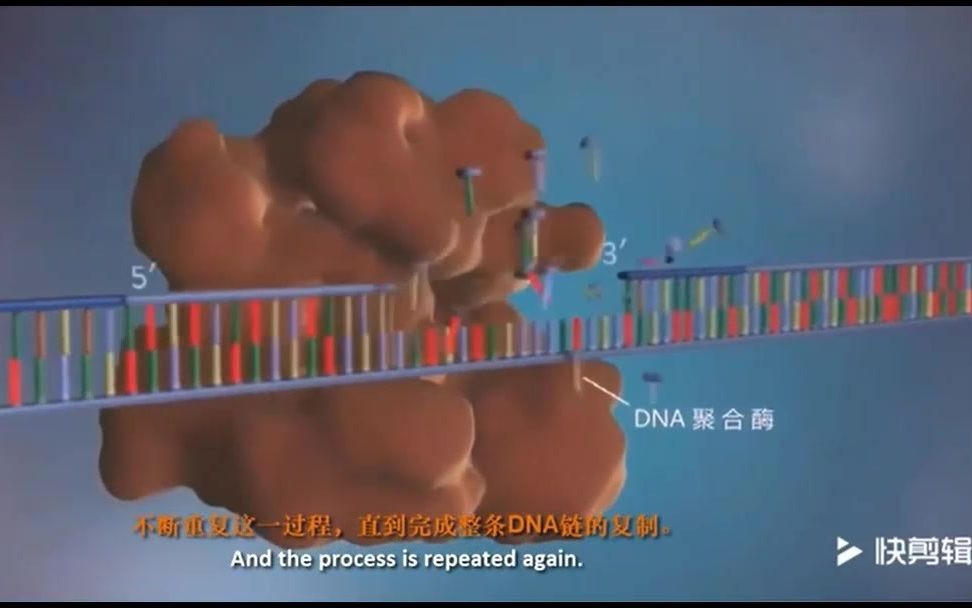【生物动画】DNA的复制