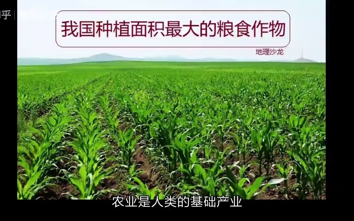 我国种植面积最大的粮食作物