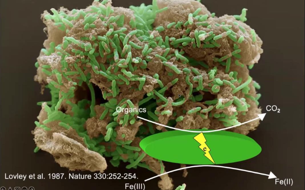 ...第八期丨马萨诸塞州州立大学-阿默斯特分校Lovley教授:电活性微生物