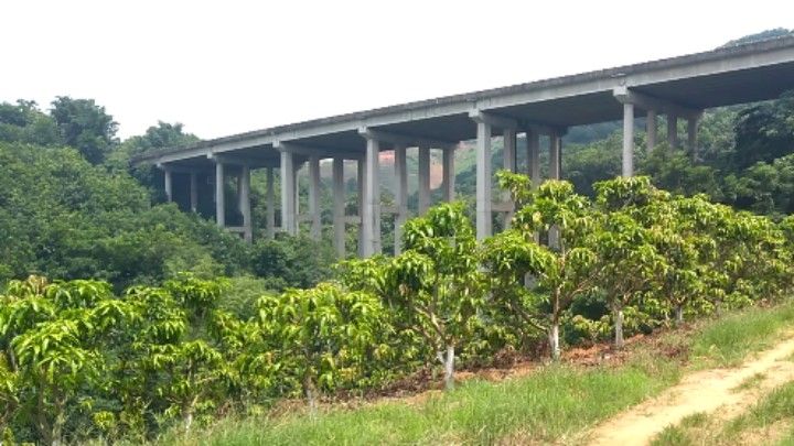 云南省河口区,坝洒农场修剪后的芒果树