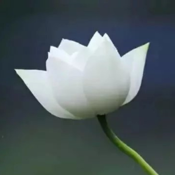 三问先生紫微斗数八字 