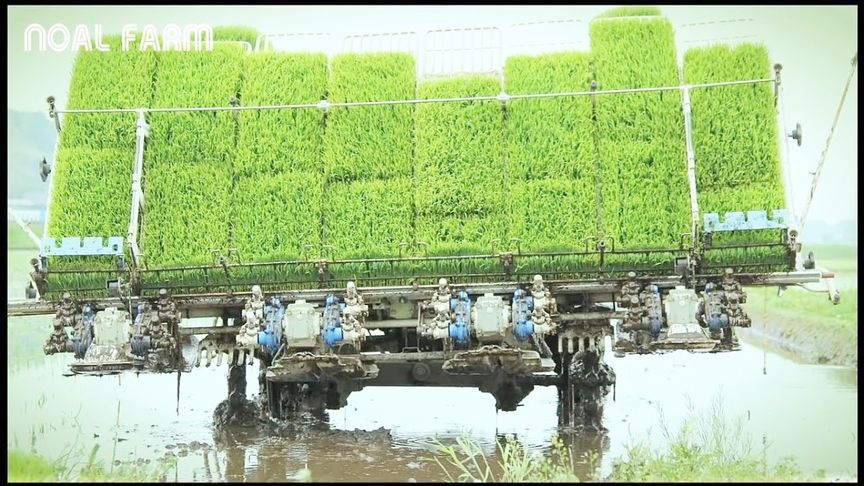现代农业【水稻】水稻种植收获的过程-如何种植水稻