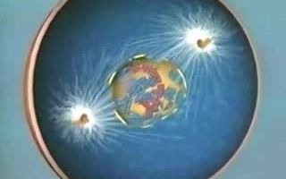 【高中生物】细胞的增殖(合集)