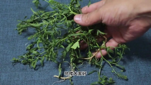 荠菜煮鸡蛋真厉害，就服农村这种做法，我也今天才知道，省钱又实