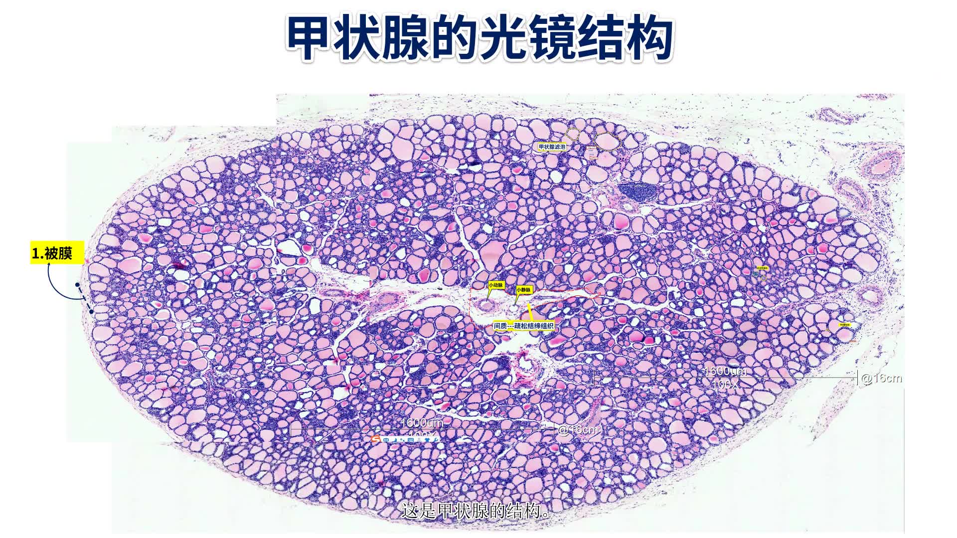 《组织学与胚胎学》实验课讲解视频—内分泌系统—甲状腺和甲状旁腺