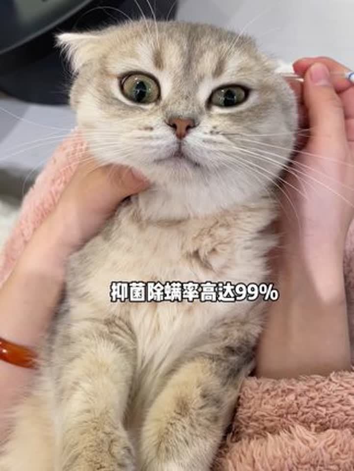 一定不能忽视给猫洗耳朵,这款棉棒方便卫生,还不伤耳朵就很好用#萌宠...