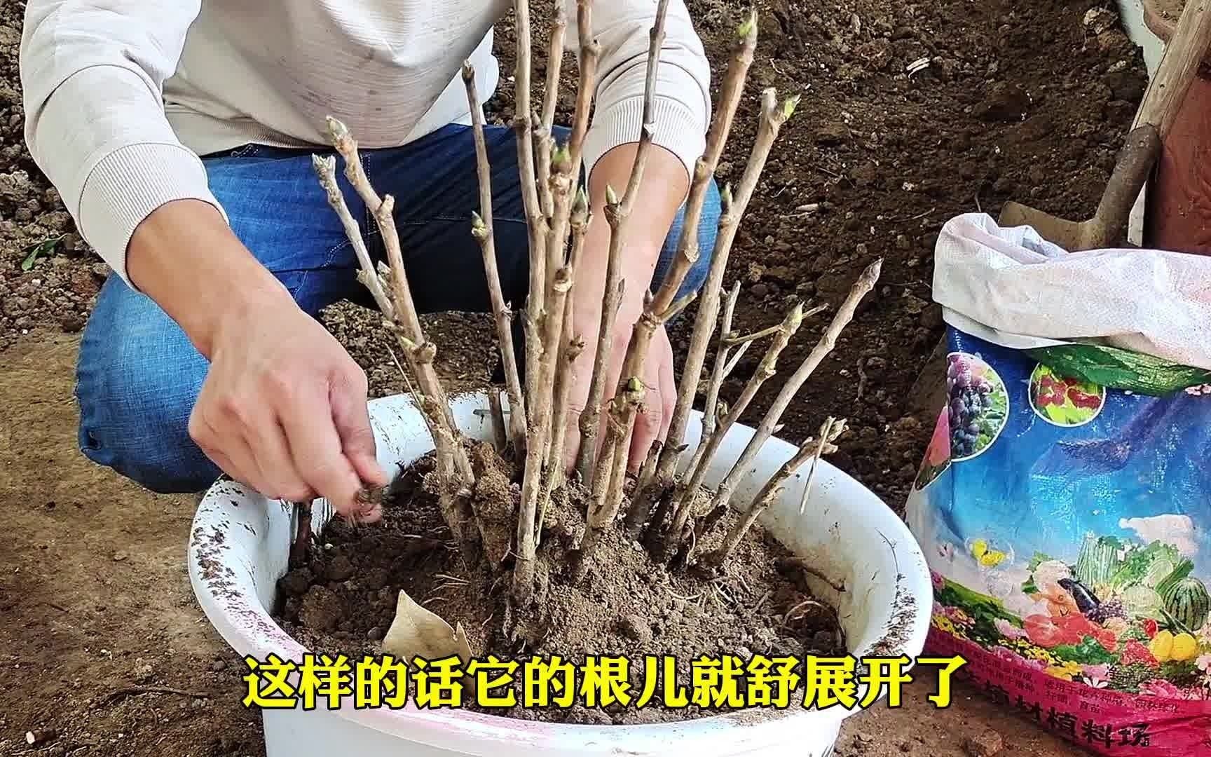 牡丹怎么挑选,牡丹种植时要注意哪些事项,牡丹种植经验给大家分享一下