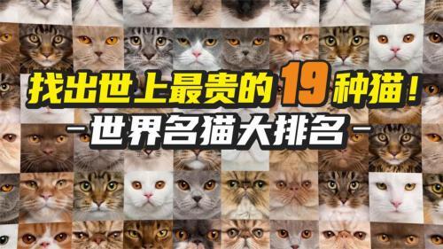 《世界名猫大排名》-找出世上最贵的19种猫!