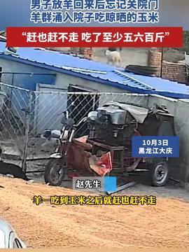...关院门,羊群涌入院子吃晾晒的玉米。 "赶也赶不走 吃了至少五六百斤"