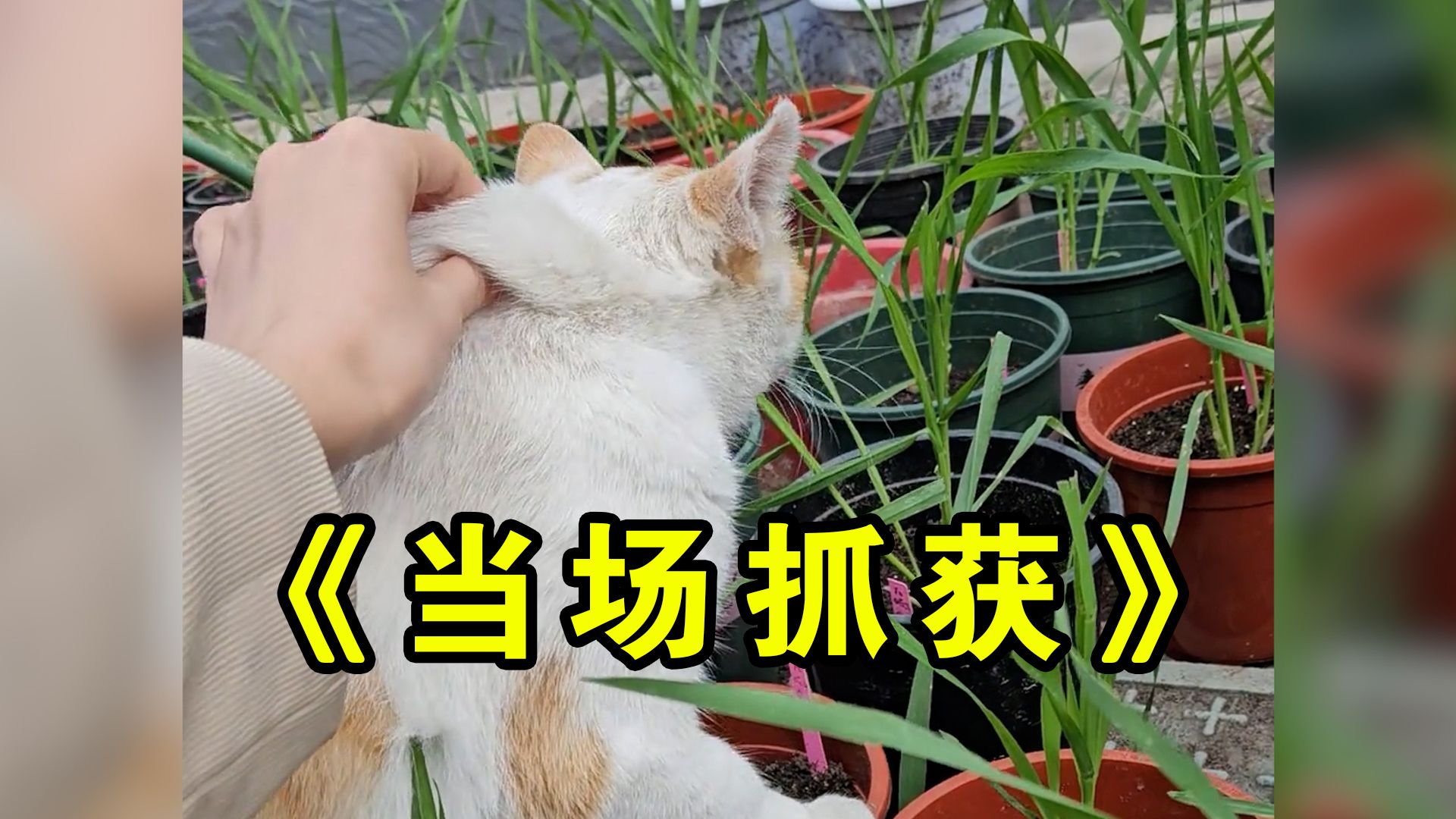 “谁把我的毕业论文给吃了?!”